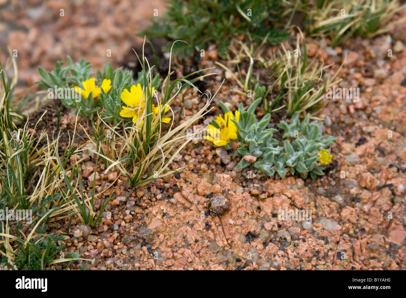 Tiny yellow alpine flowers Stock Photo - Alamy