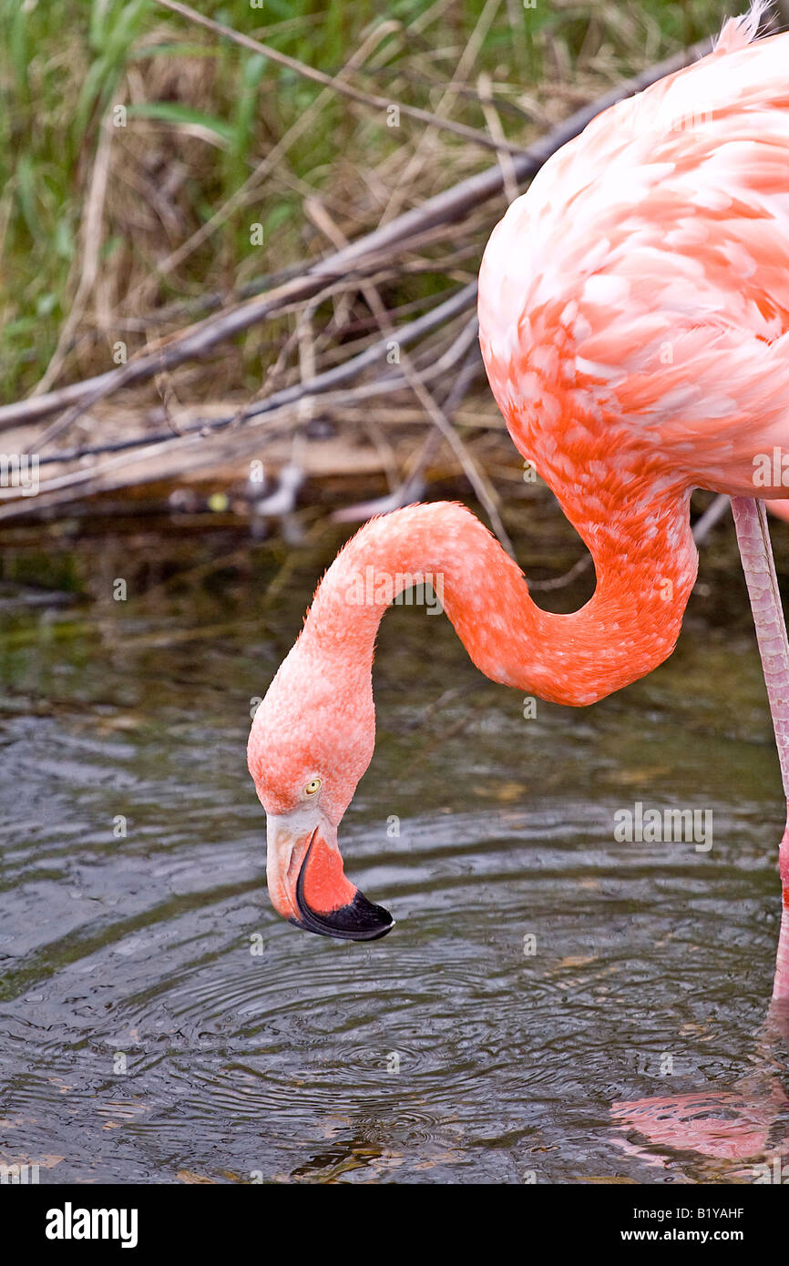 pictures of the wild animals Stock Photo - Alamy