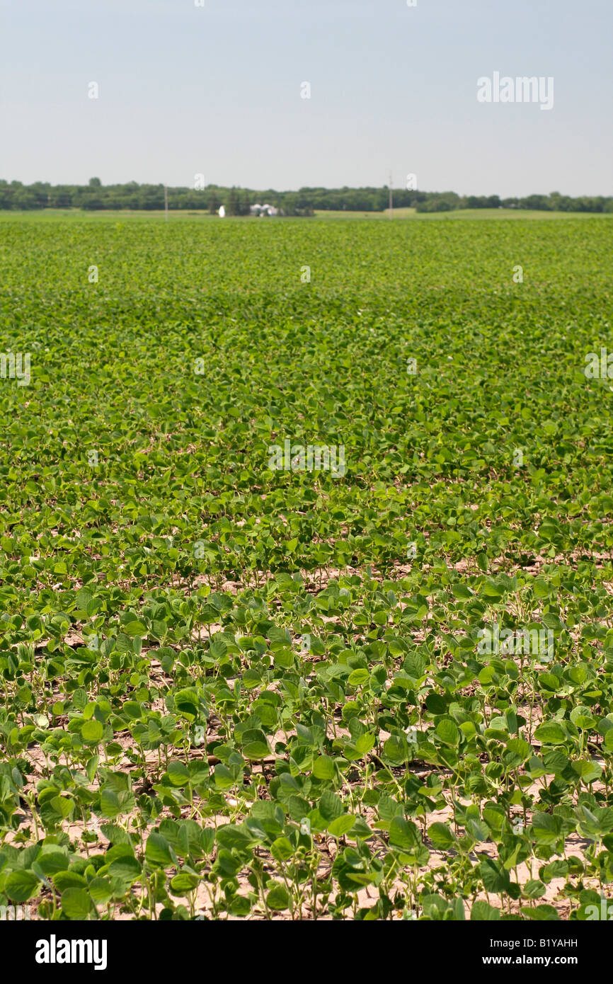 Fields soybean production glycine hi-res stock photography and images ...