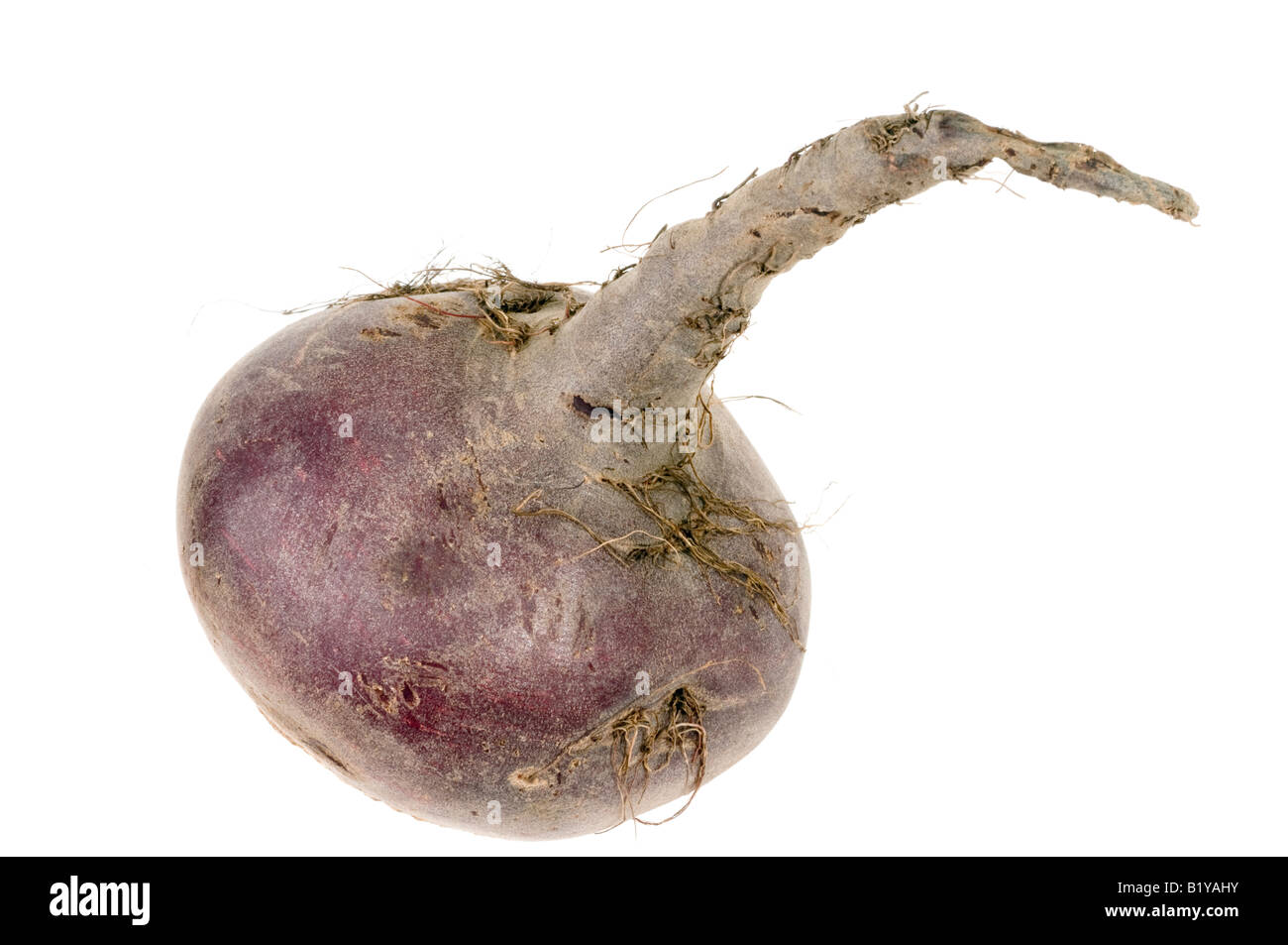 Raw beetroot and root Stock Photo - Alamy