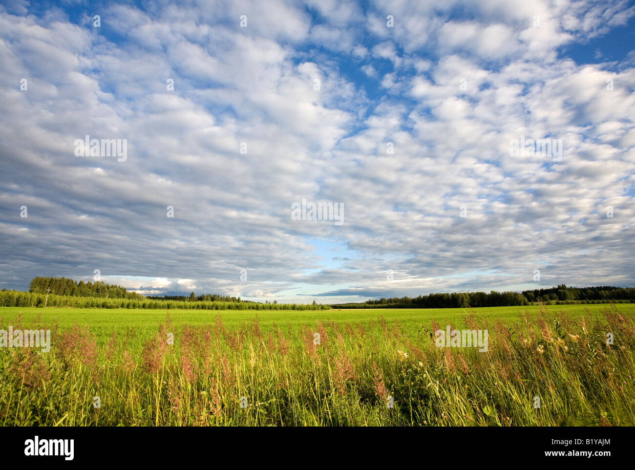 Scene of Finnish countryside and fields , Finland Stock Photo - Alamy