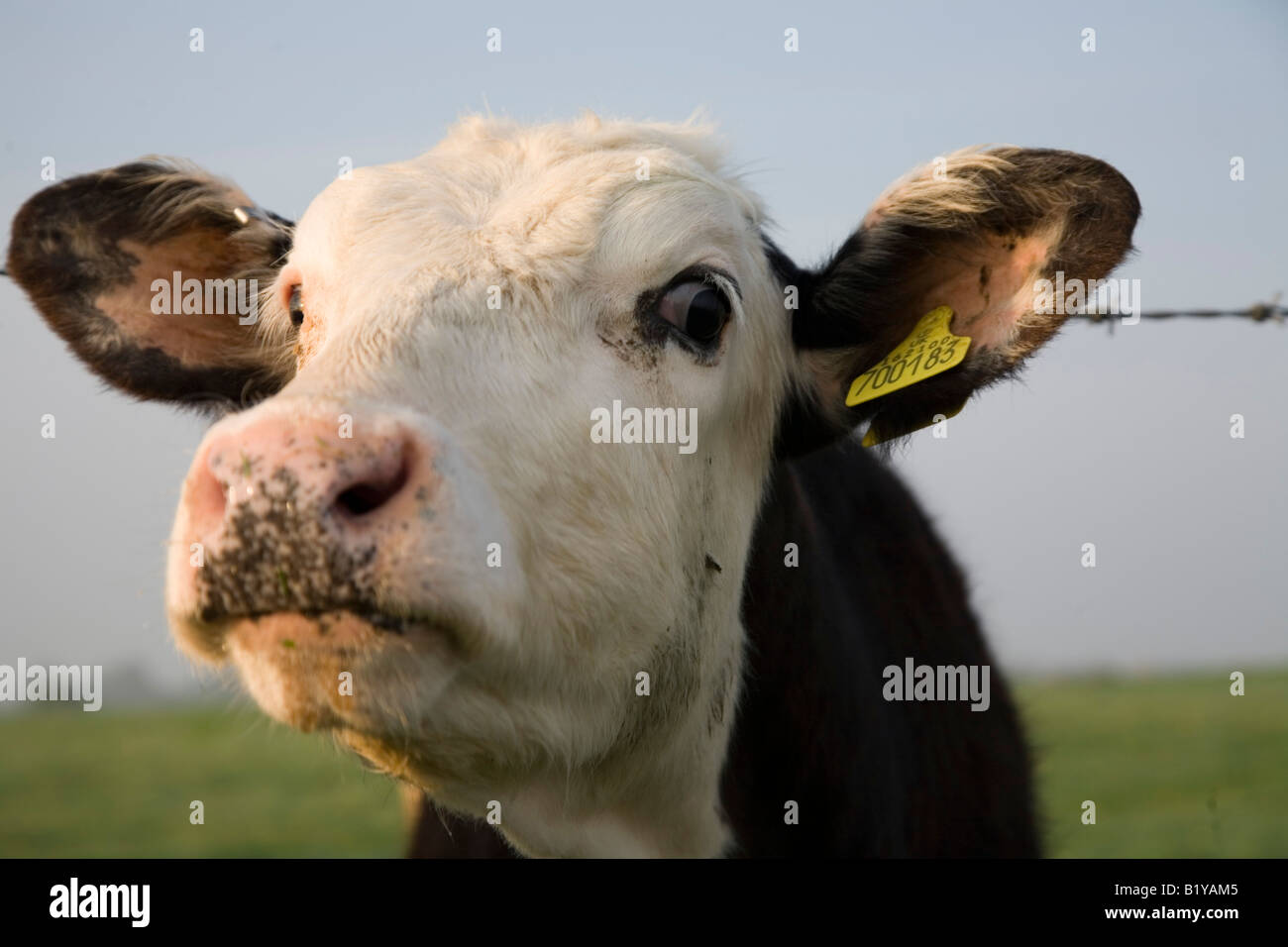 Curious young cow, Wales, UK Stock Photo - Alamy