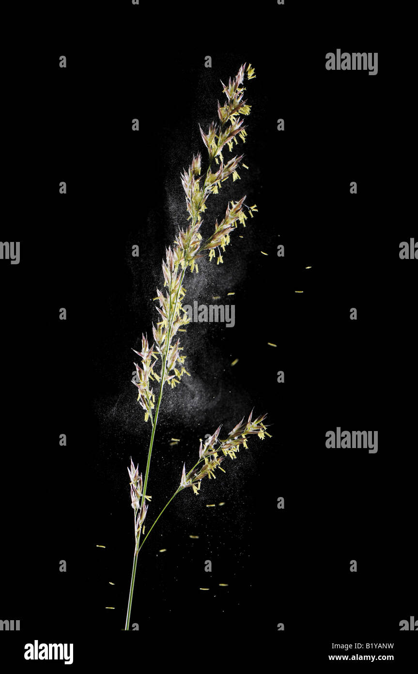 fescue grass releasing pollen grains Stock Photo - Alamy