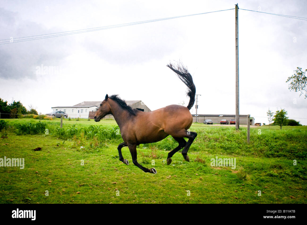 Bucking pony hi-res stock photography and images - Alamy