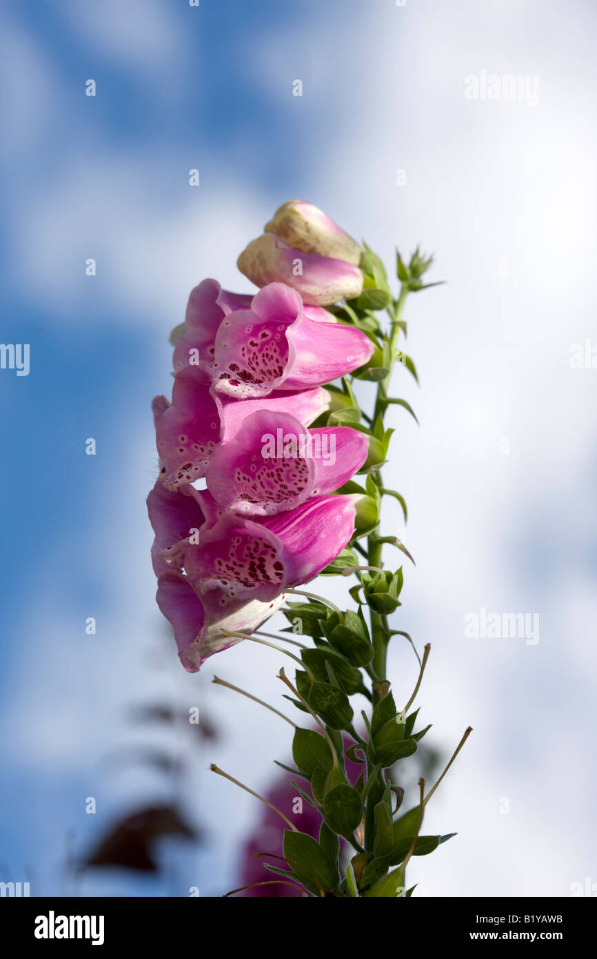 Digitalis excelsior hi-res stock photography and images - Alamy