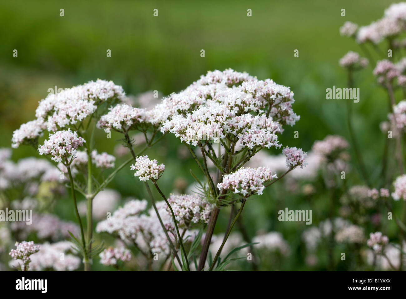 Valerian Root (Valeriana officinalis Stock Photo - Alamy