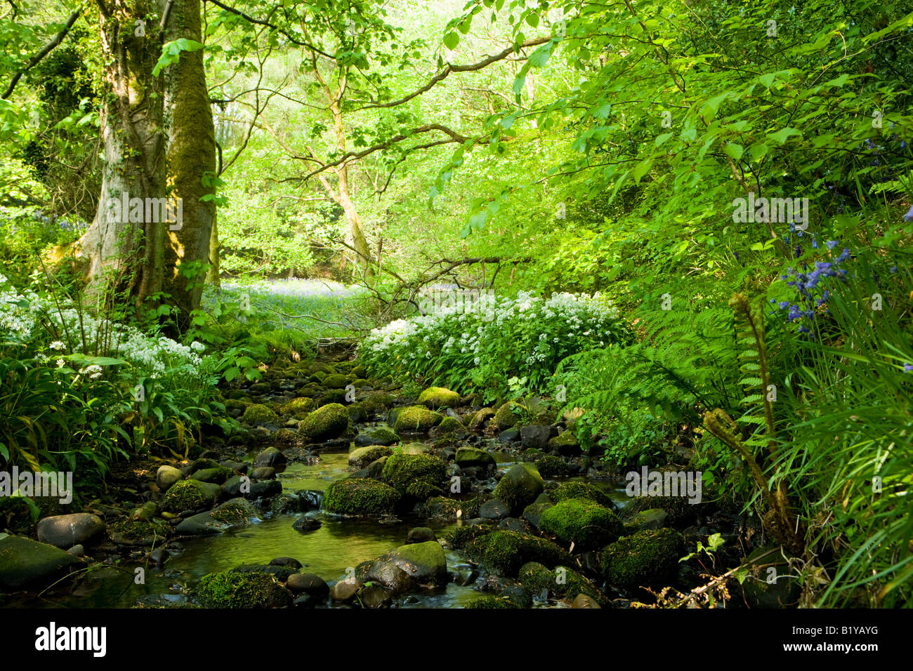 Stream through woodland hi-res stock photography and images - Alamy