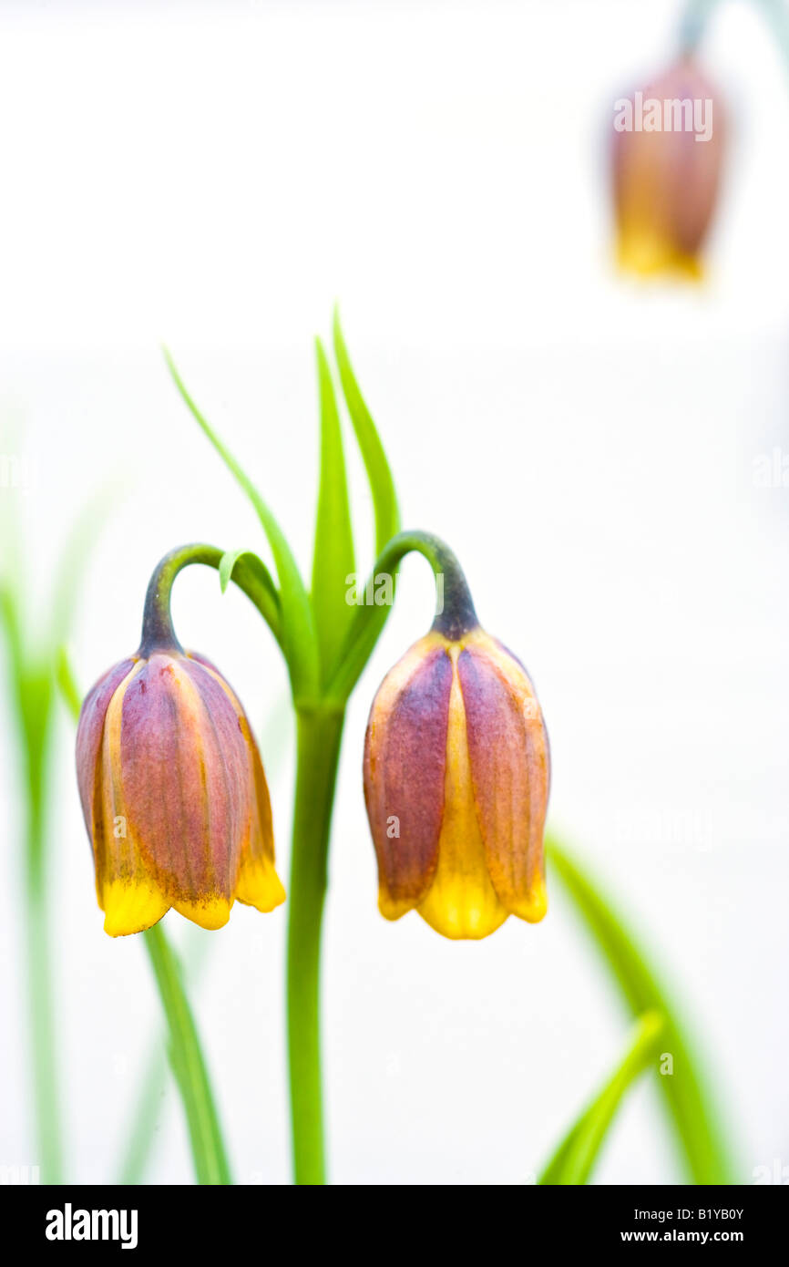 Vulpis hi-res stock photography and images - Alamy