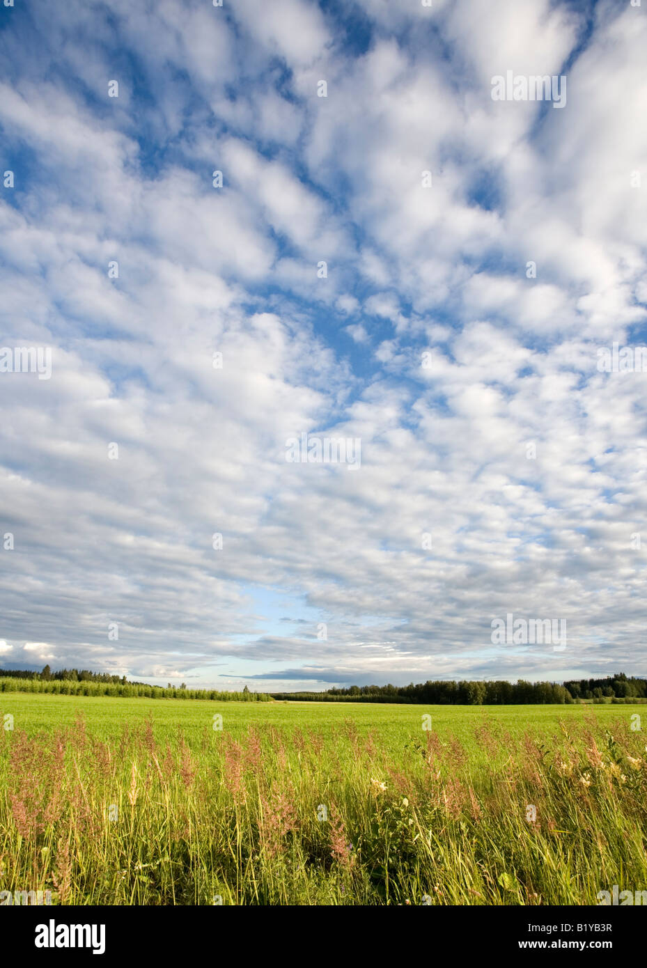 Scene of Finnish countryside and fields , Finland Stock Photo - Alamy