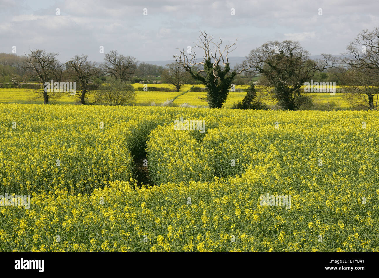 Village of Churton, Cheshire, England. Picturesque rural summer view of ...