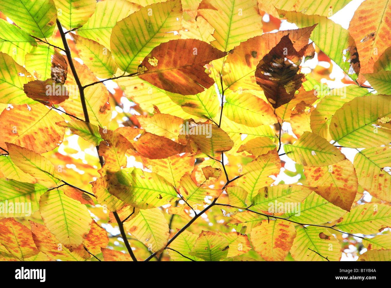 AMERICAN BEECH FAGUS GRANDIFOLIA LEAVES IN FALL IN NEWPORT STATE PARK ...