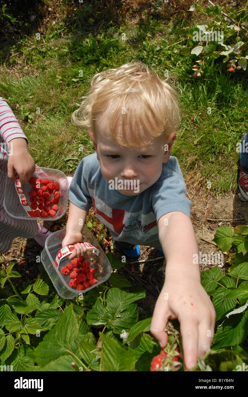 A toddler at a pick your own fruit farm eating raspberries Stock Photo ...