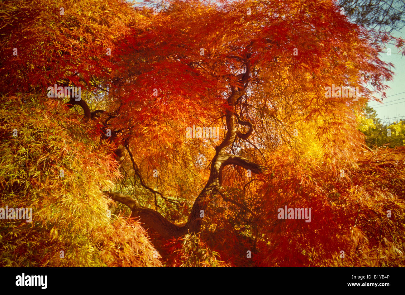 Golden burst of autumn fall foliage color Japanese Maple Stock Photo ...