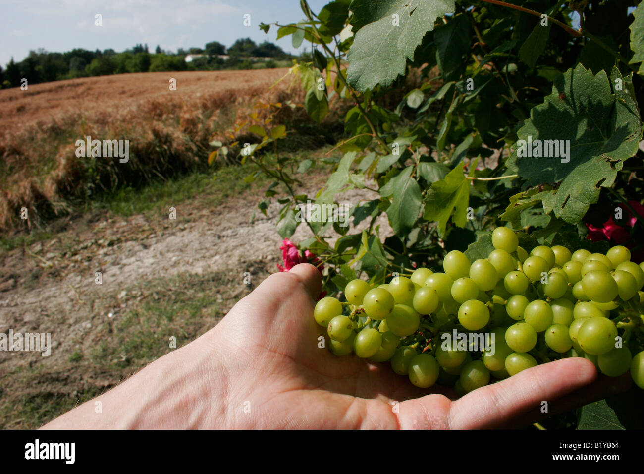 Monferrato counstryide. Cocconato, Asti, Italy Stock Photo - Alamy