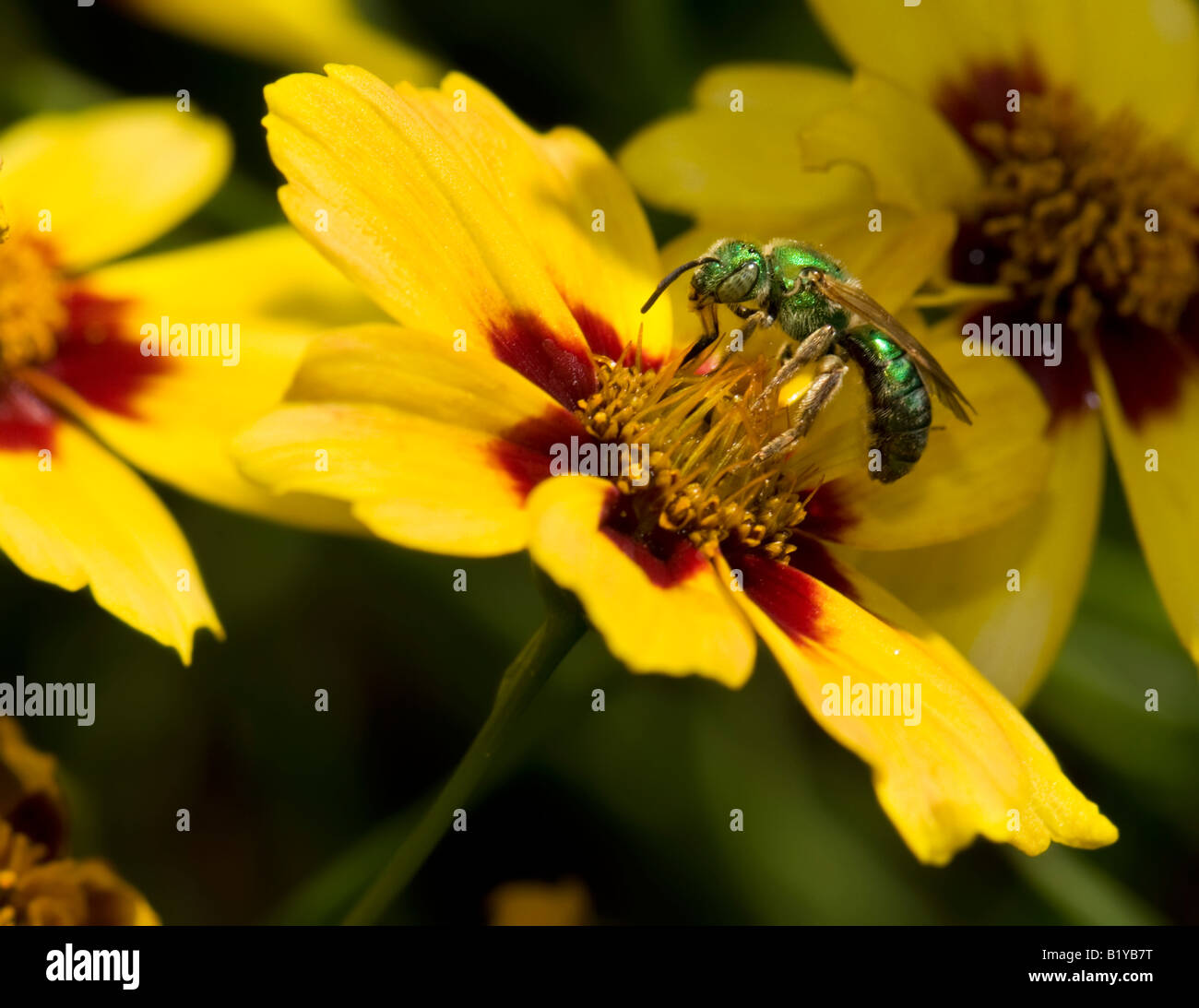 Augochloropsis metallica, a small metallic green bee on a coreopsis ...