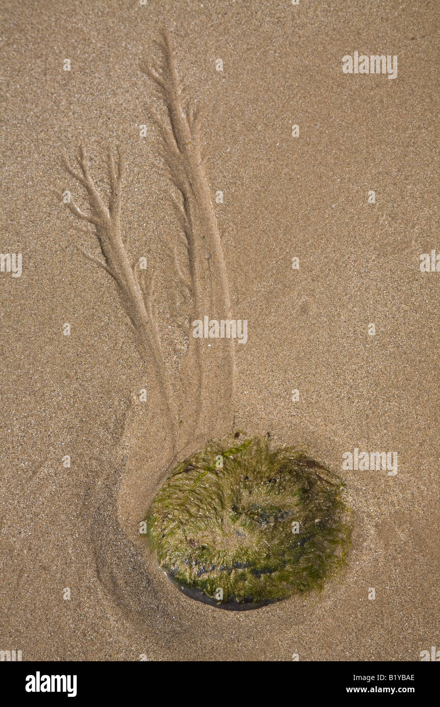 Uk nature background hi-res stock photography and images - Alamy