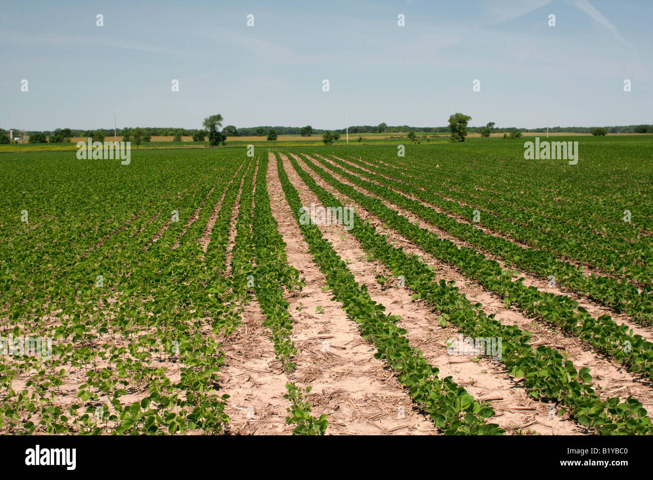 Soybean field planted with wide and narrow rows in a test area Stock ...