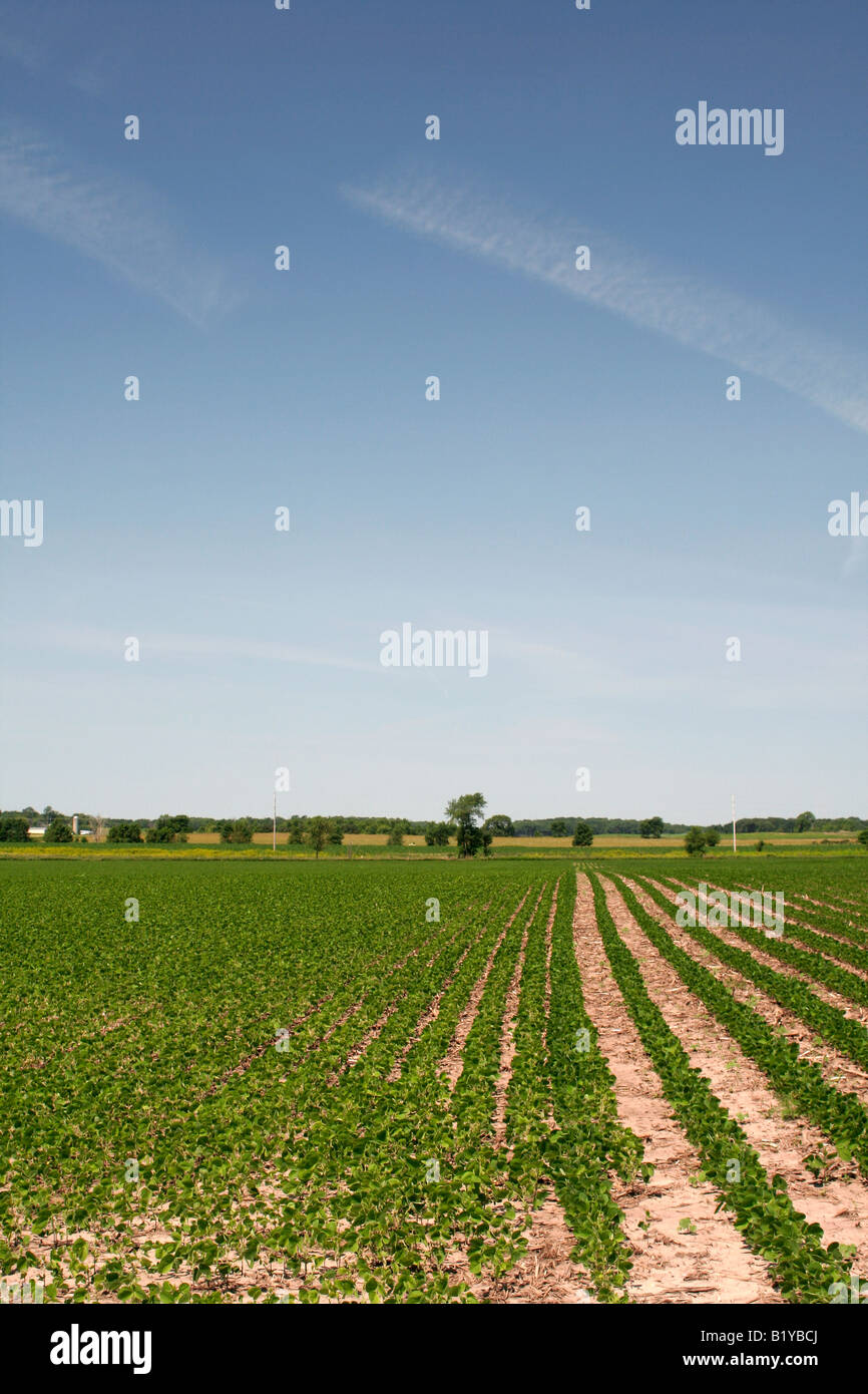 Early summer soybean field Iowa Stock Photo - Alamy