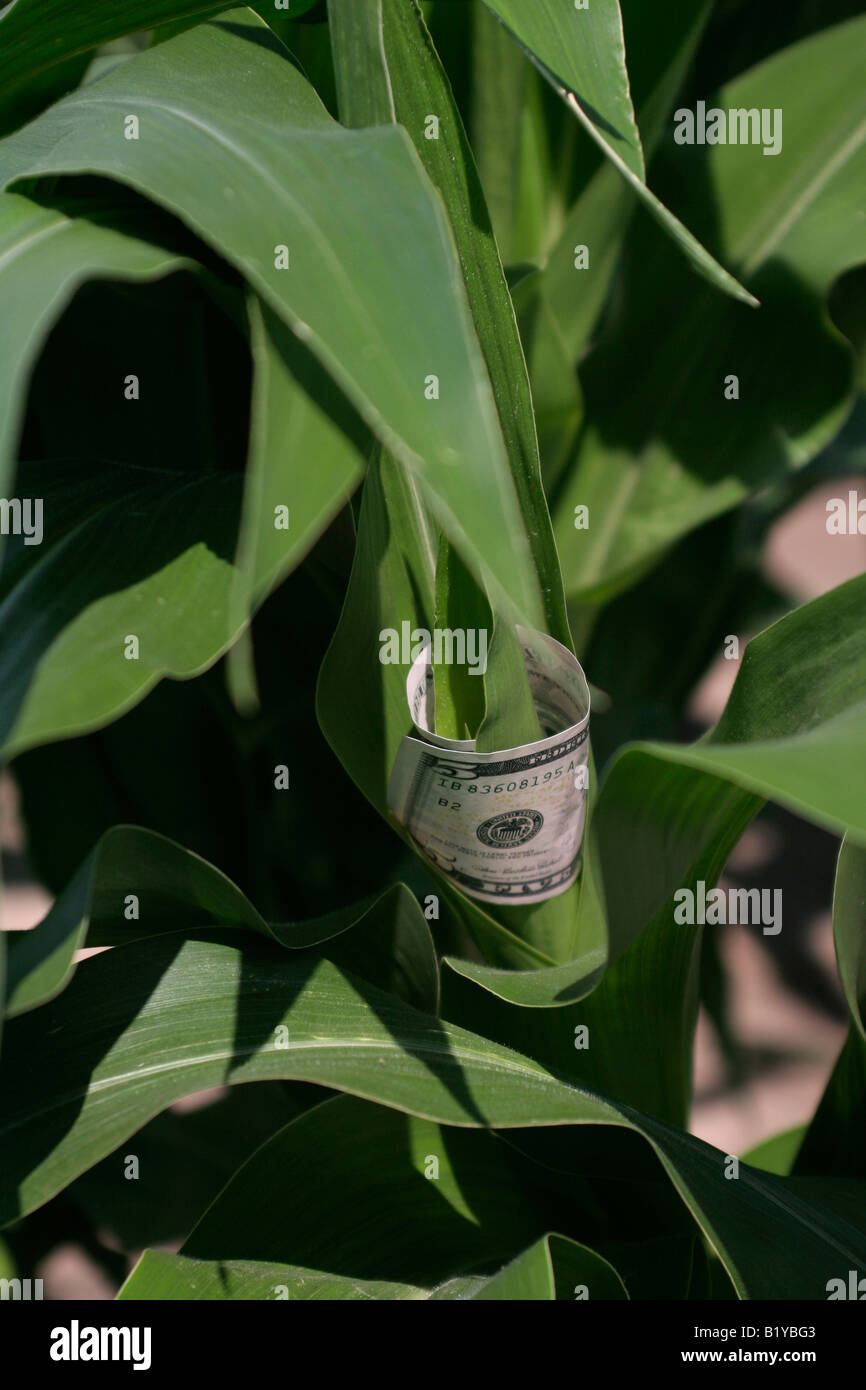 Money in corn plant Stock Photo - Alamy