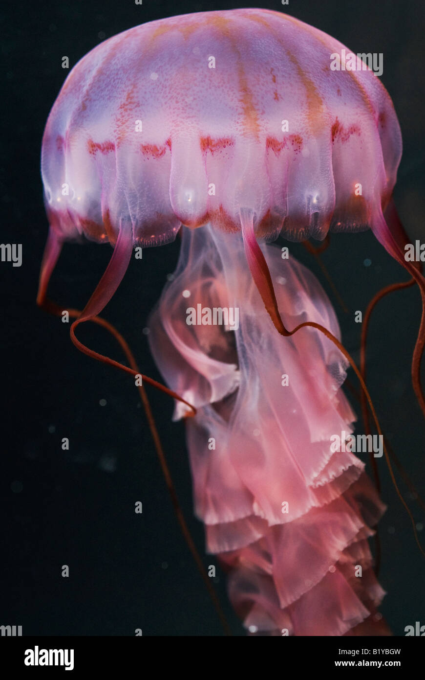 juvenile purple striped jellyfish, Chrysaora (Pelagia) colorata Stock ...