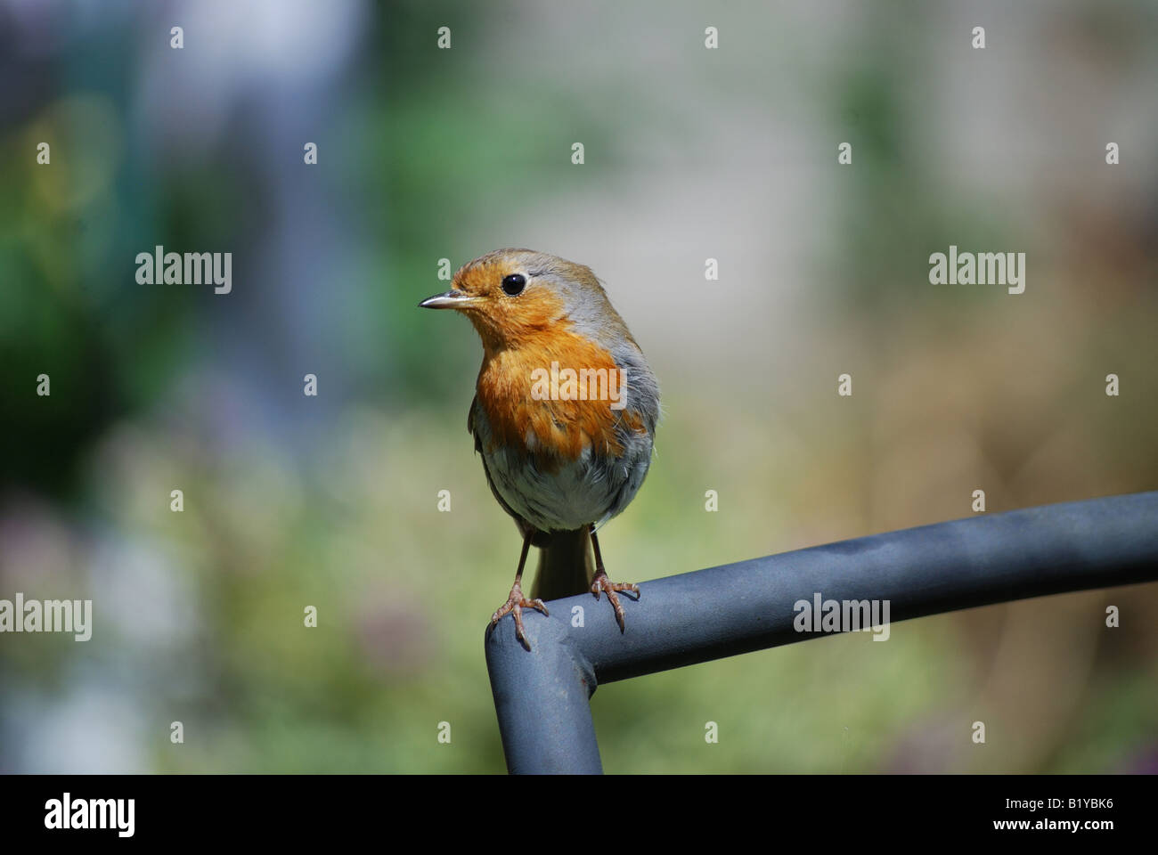 Young Robin bird in garden close up Stock Photo - Alamy