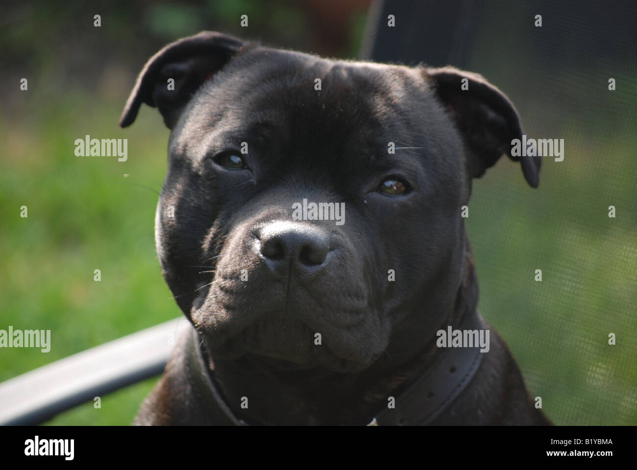 Young Black Staffordshire Bull Terrier - Staff Face close up Stock ...