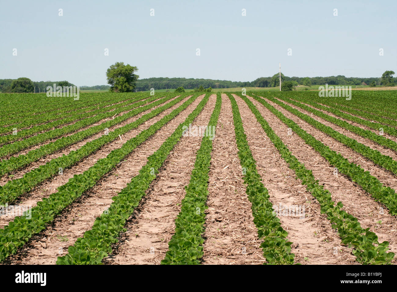 Soybean field Iowa Stock Photo - Alamy