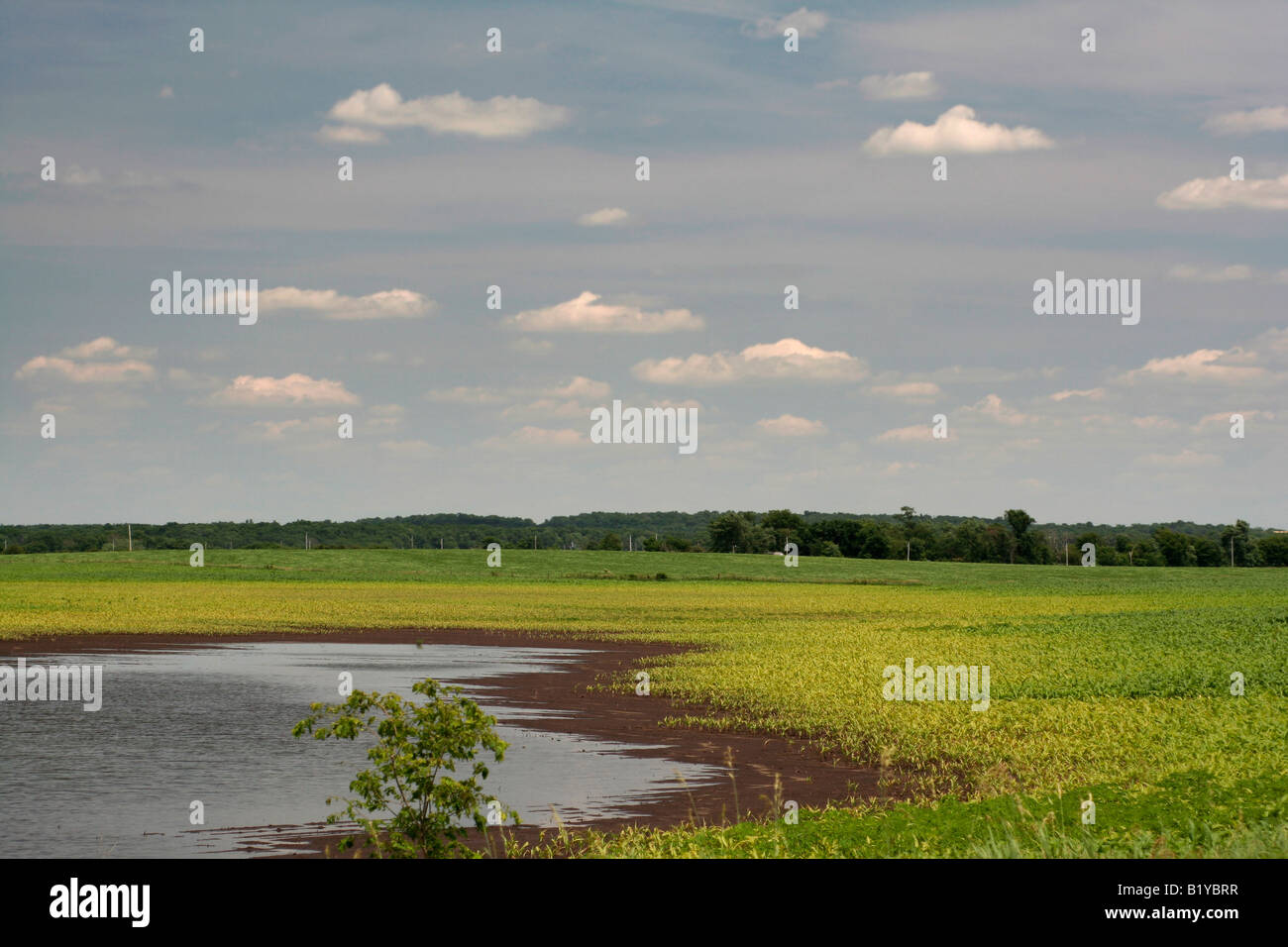 Flooded farm field and ruined crops Stock Photo - Alamy