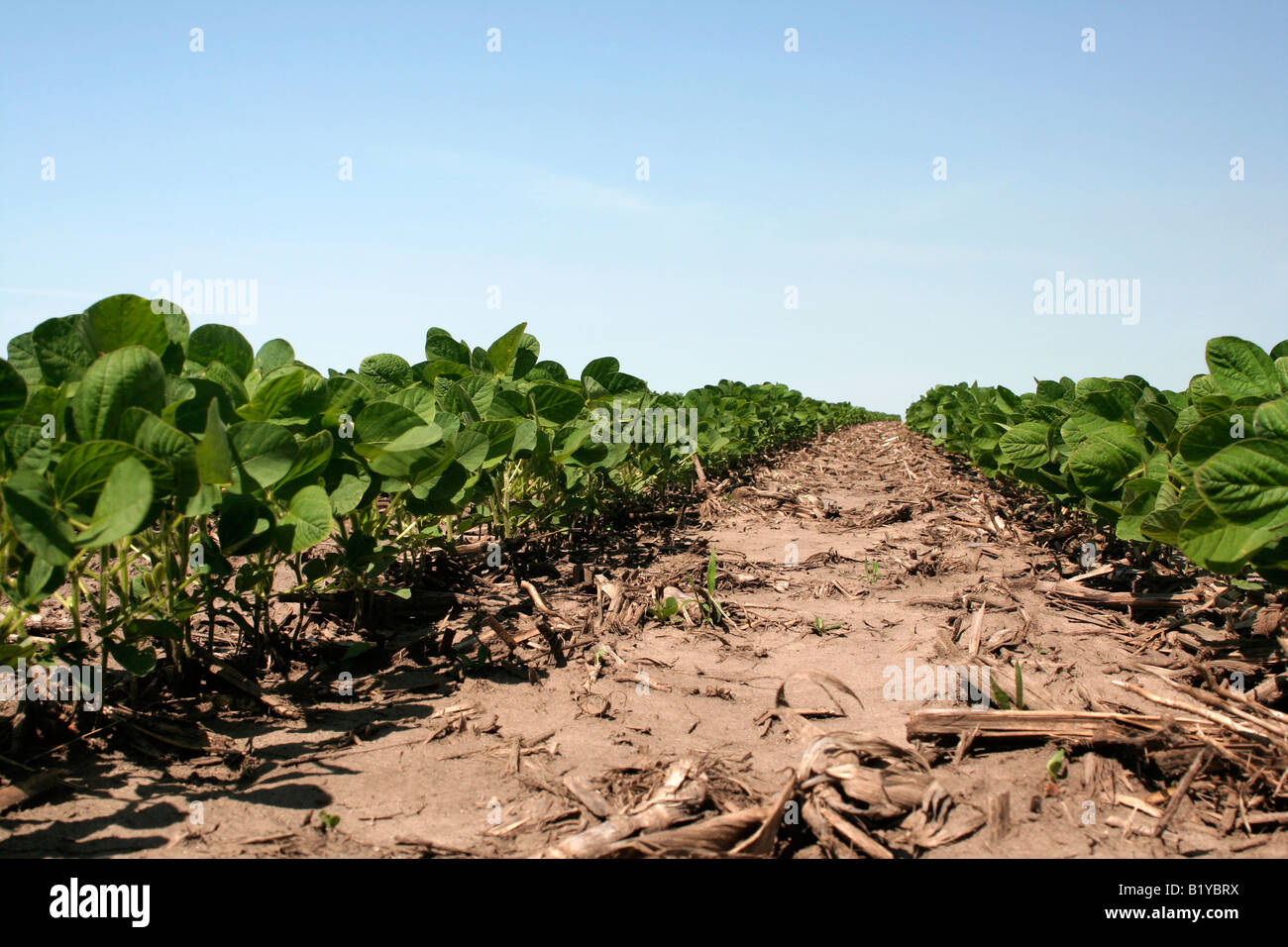 Soybean field row Iowa Stock Photo - Alamy