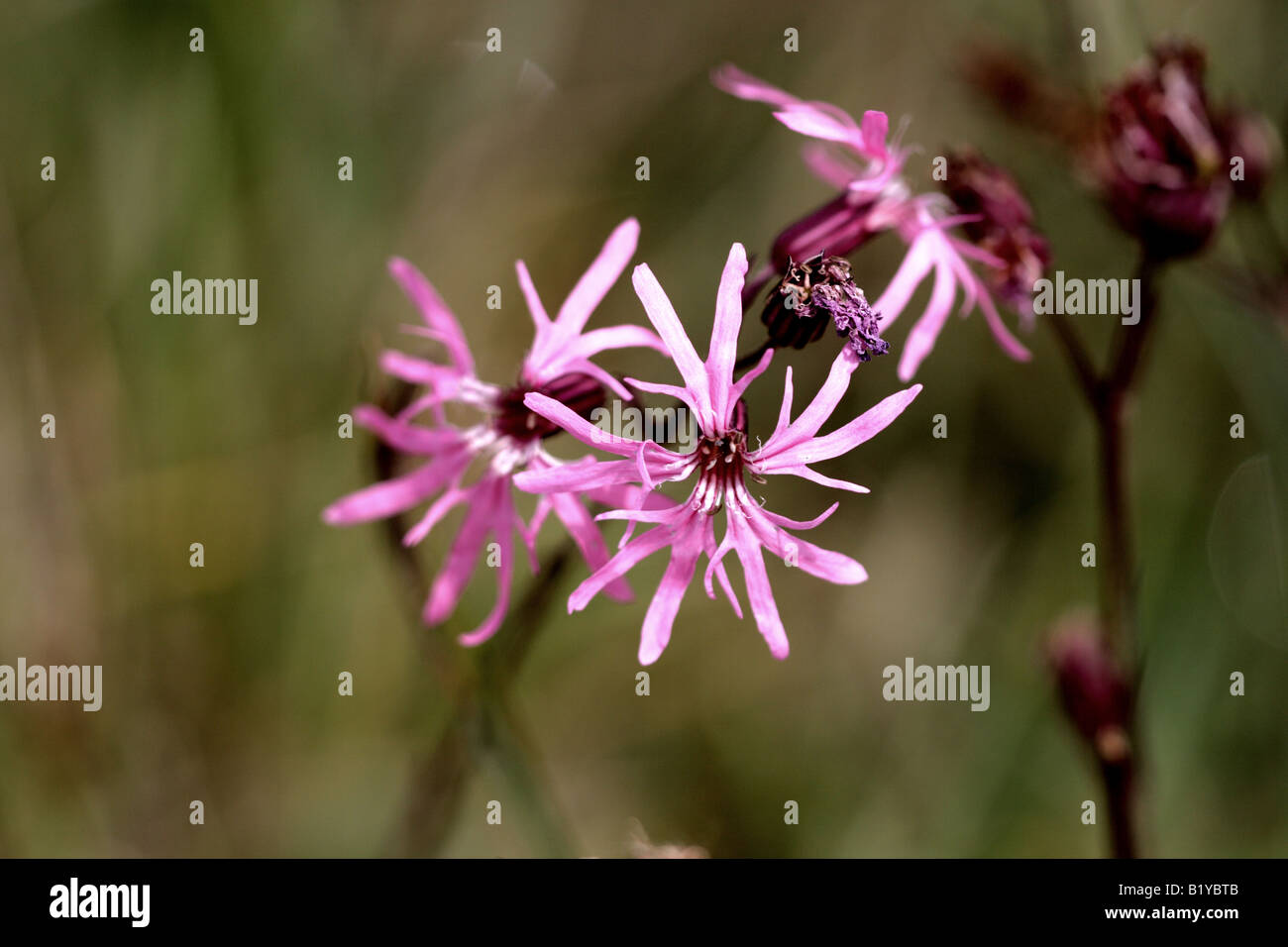 Flor de cuclillo hi-res stock photography and images - Alamy