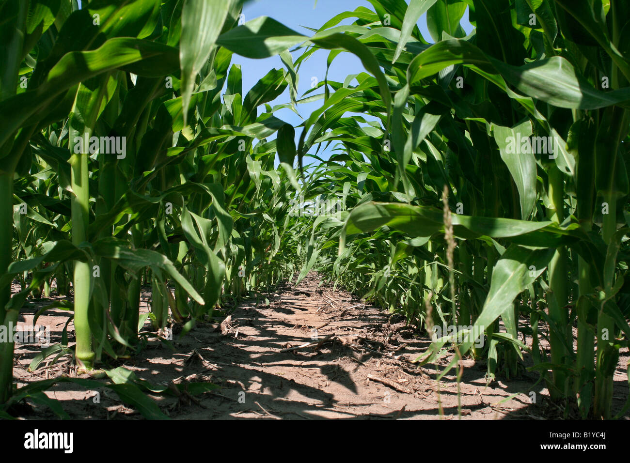 Hybrid corn crop hi-res stock photography and images - Alamy