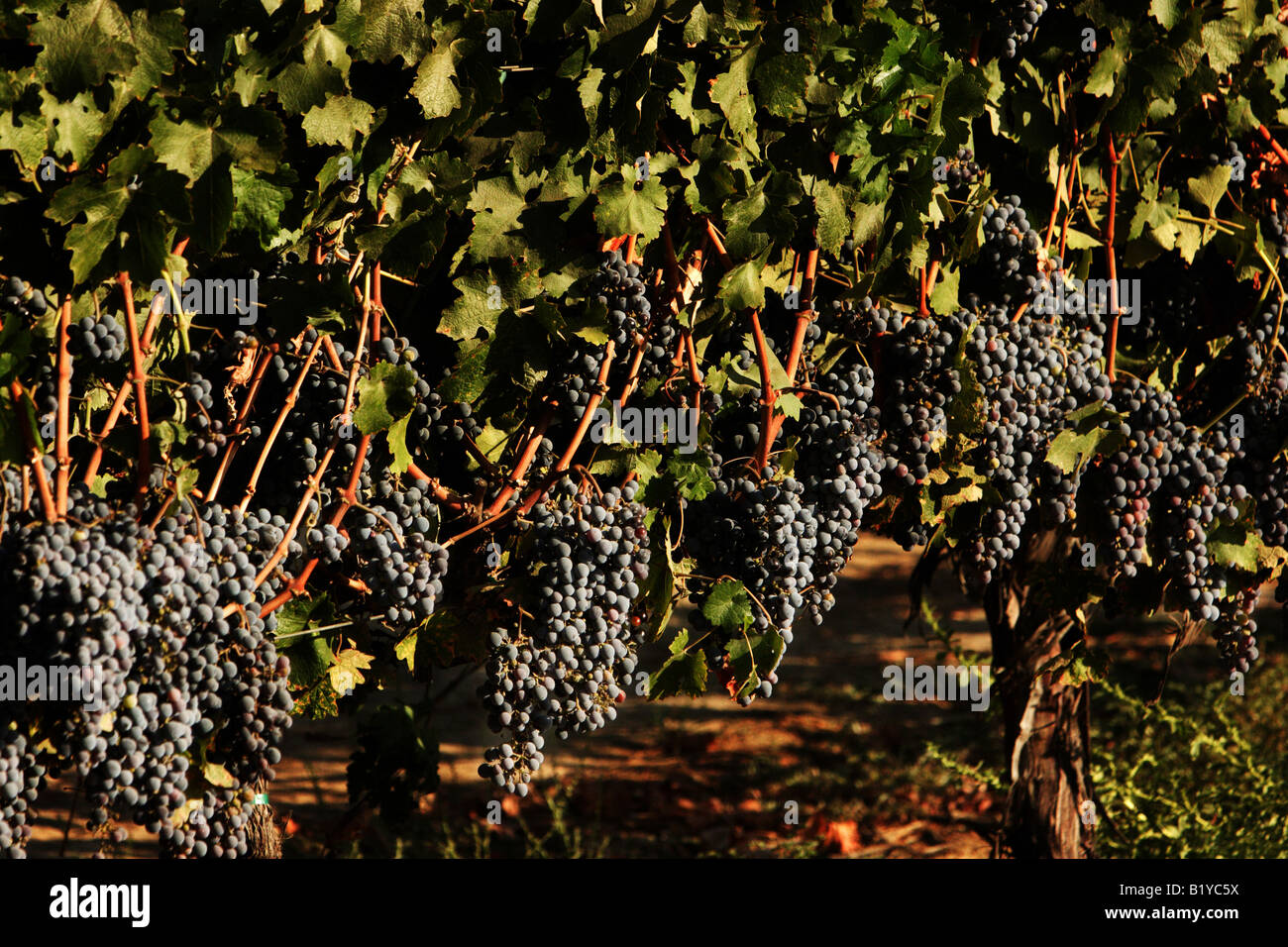 Ripe grapes heavy on the vine Stock Photo - Alamy