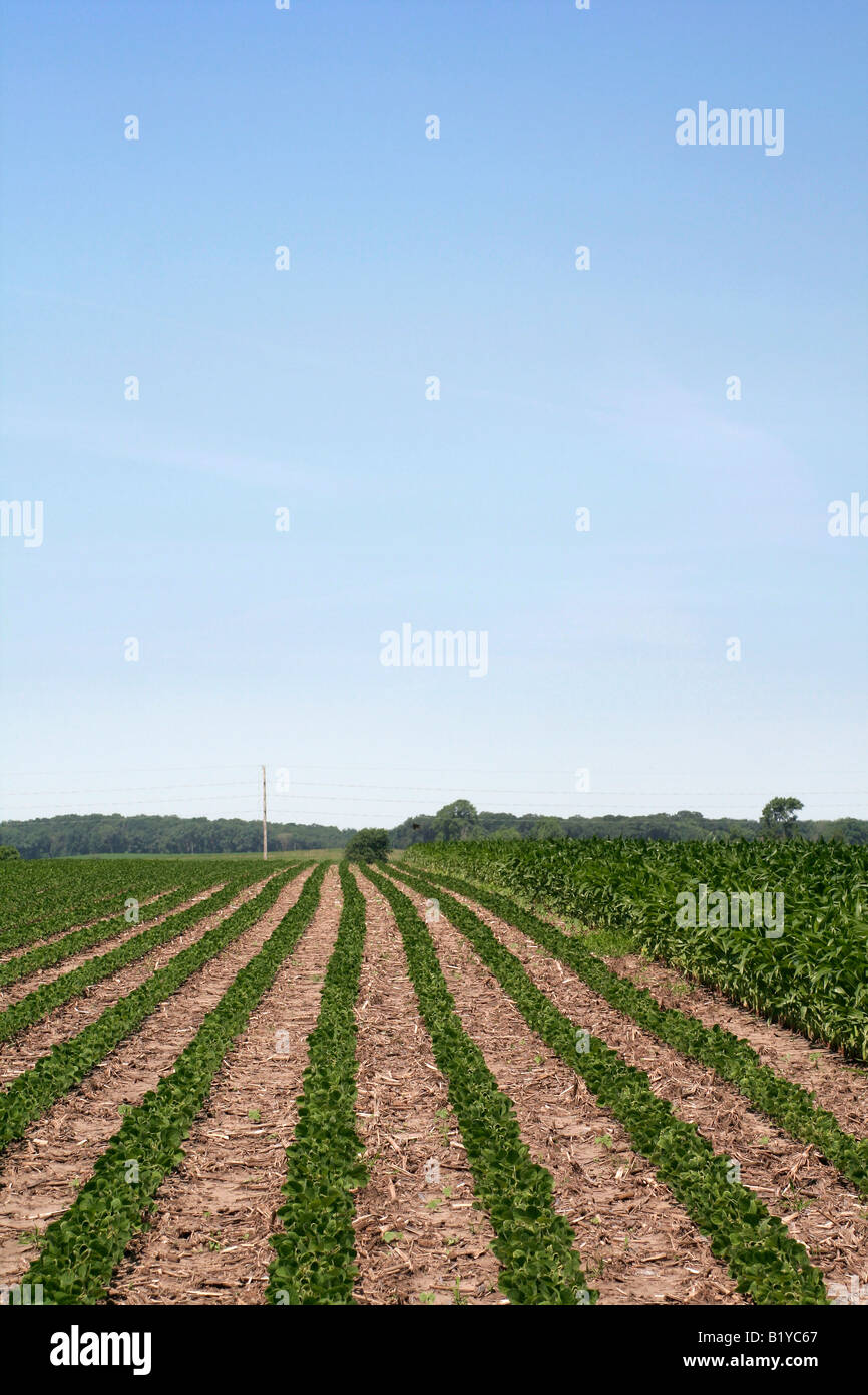 Soy beans us hi-res stock photography and images - Alamy