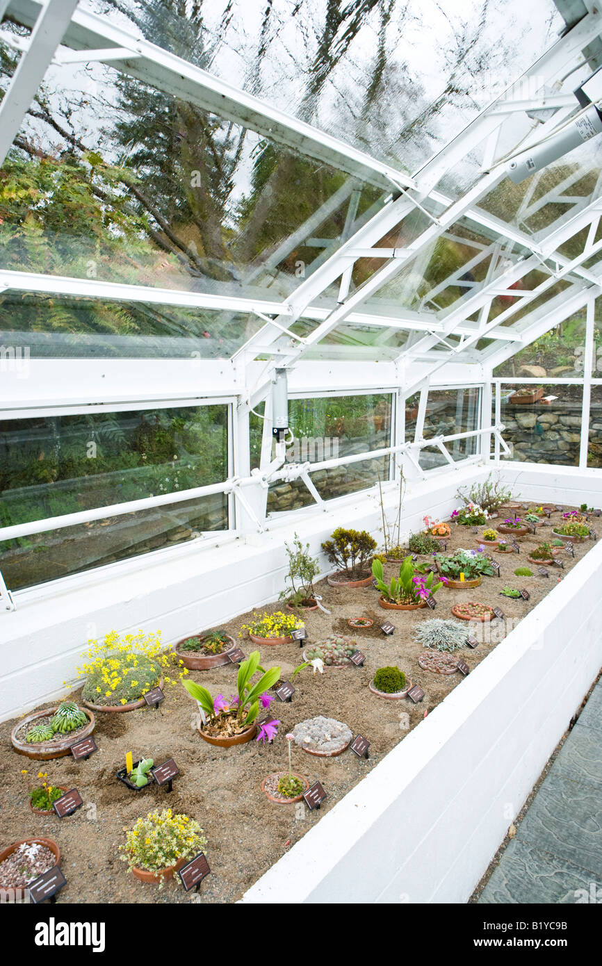 Alpines growing in a greenhouse with automatic windows Stock Photo - Alamy
