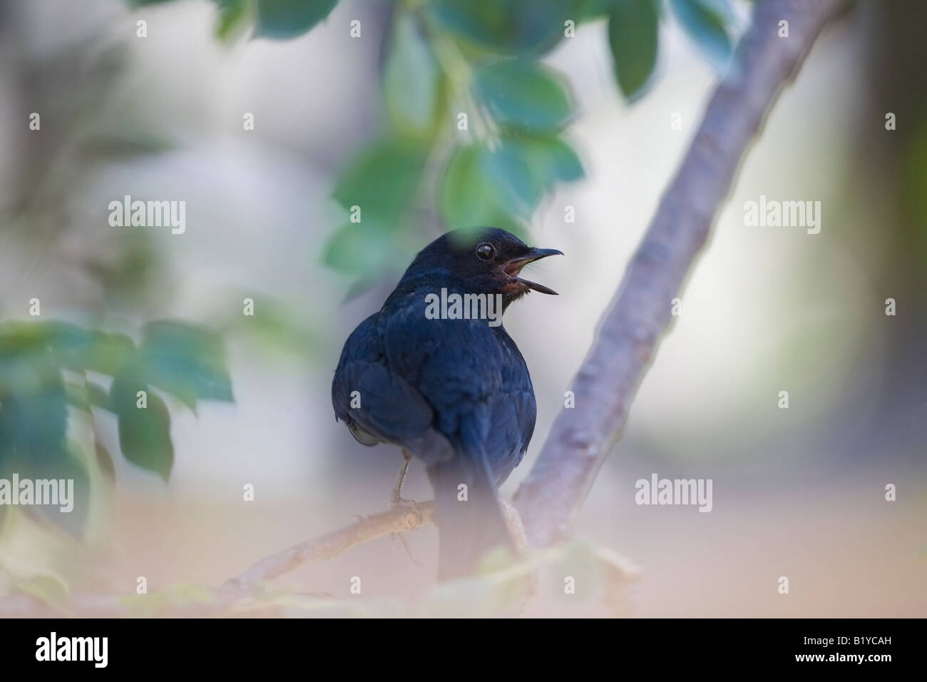 Sean bird hi-res stock photography and images - Alamy