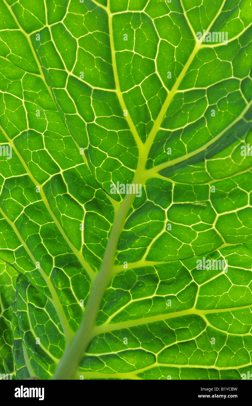 An cabbage leaf back lit by sunshine Stock Photo - Alamy
