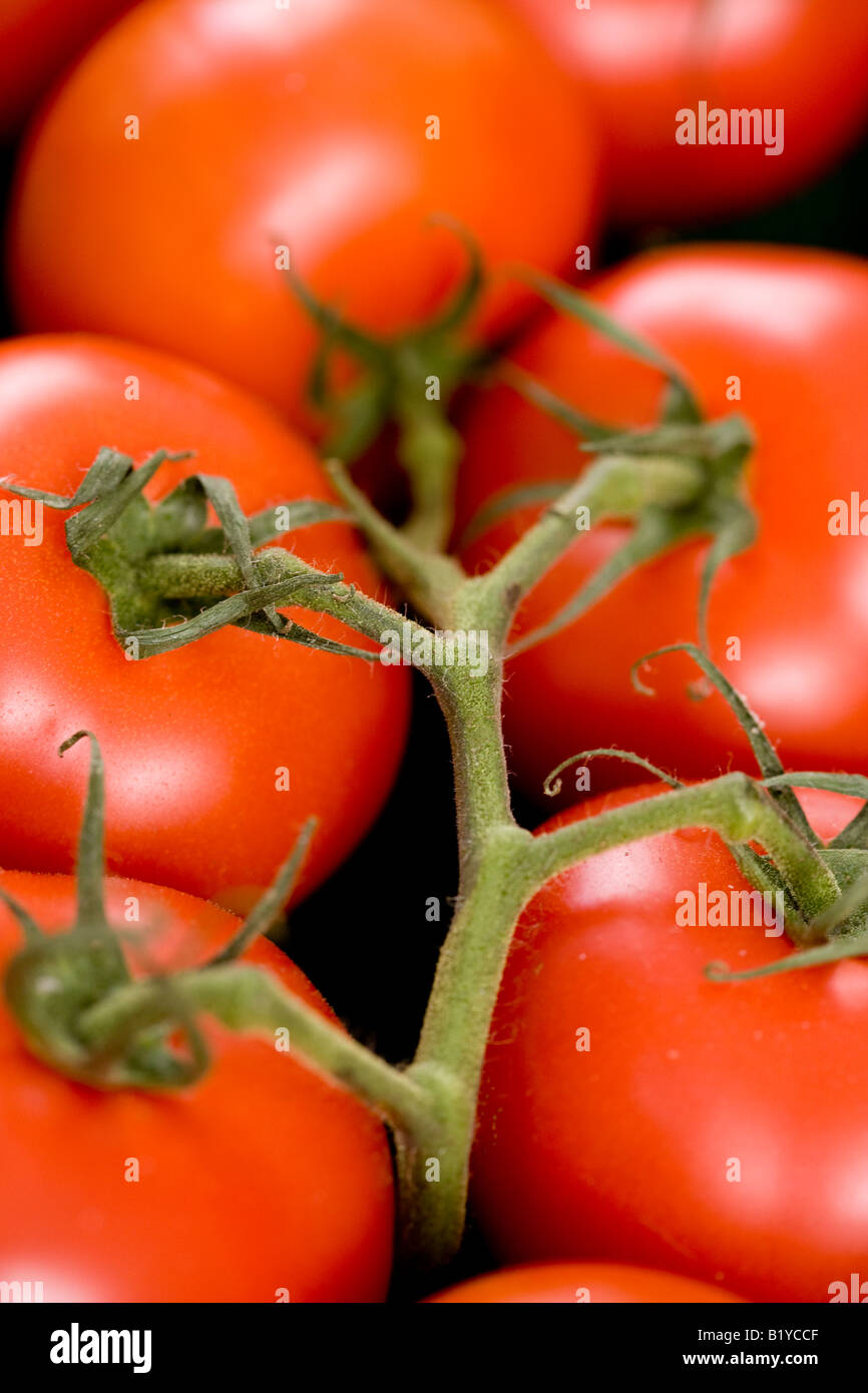 tomatoes on vine Stock Photo - Alamy