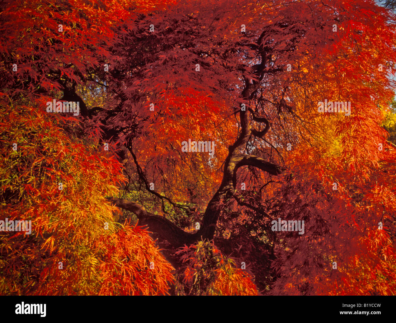 Golden burst of autumn fall foliage color Japanese Maple Stock Photo ...