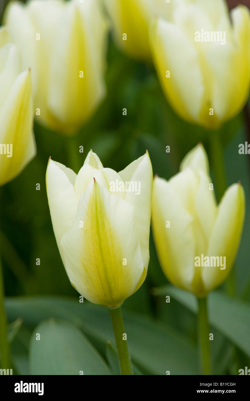 White emperor tulip hi-res stock photography and images - Alamy