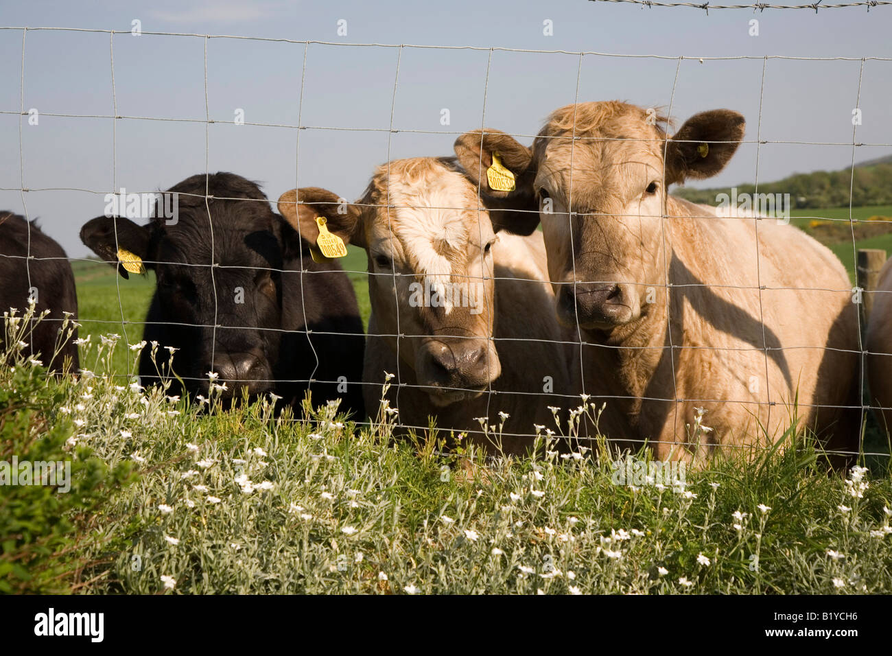 Three cows at fence hi-res stock photography and images - Alamy