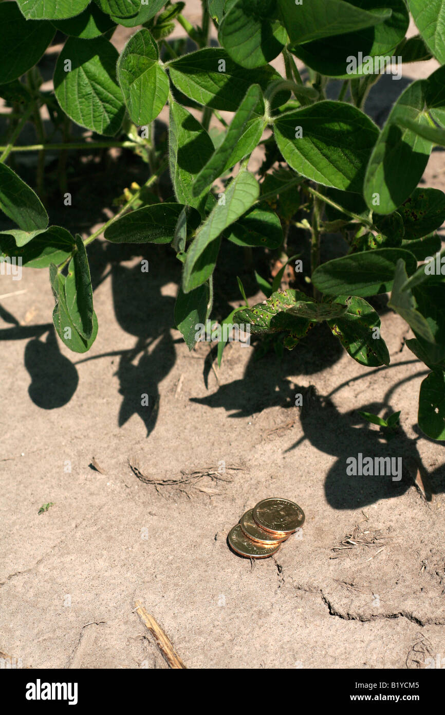Money coins in soybean field Stock Photo - Alamy