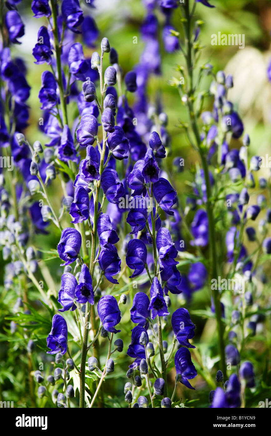 Monkshood Aconitum napellus Stock Photo - Alamy