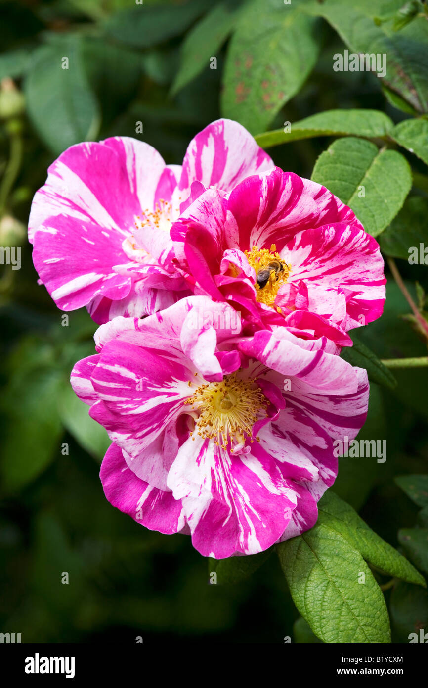 Bee on the pink and white striped flowers of Rosa mundi Stock Photo - Alamy