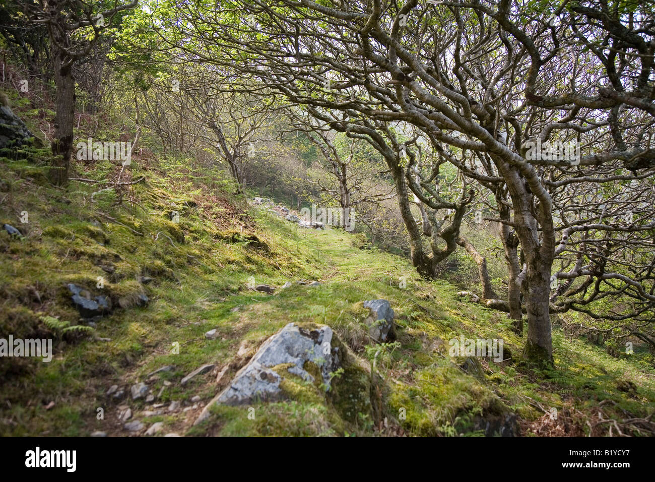 Pilgrims path on the edge of Wales Stock Photo - Alamy