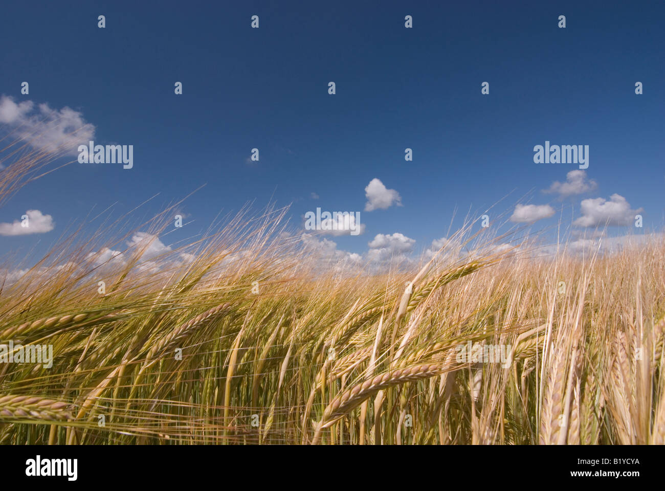 Barley corn growing in the South Downs, England Stock Photo - Alamy