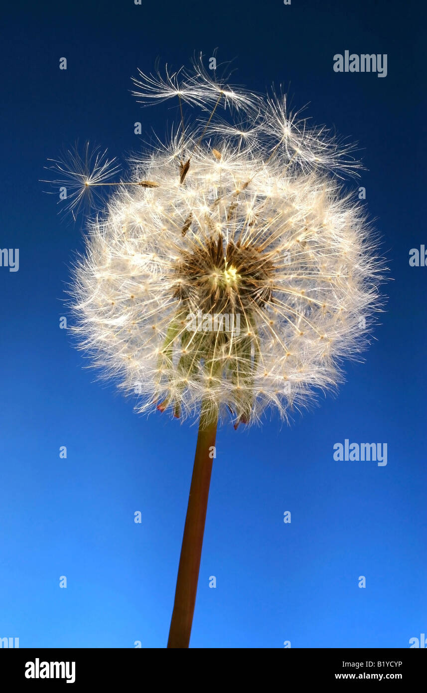Dandelion Objects on blue background Stock Photo - Alamy