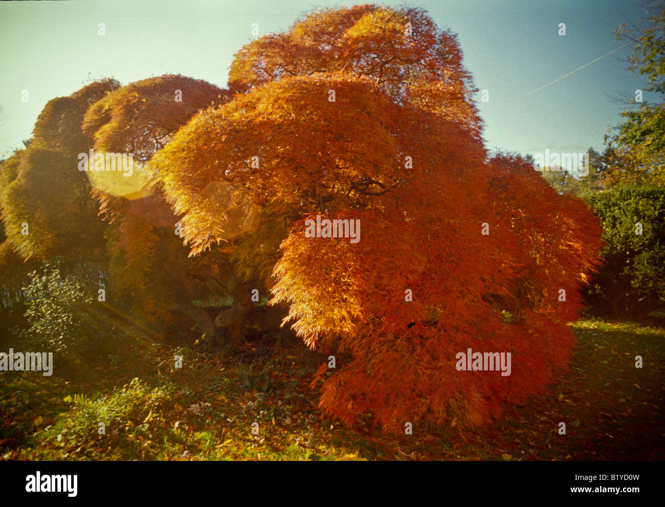 Golden burst of autumn fall foliage color Japanese Maple Stock Photo ...