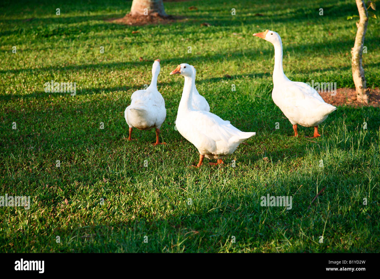 Hamsa bird hi-res stock photography and images - Alamy