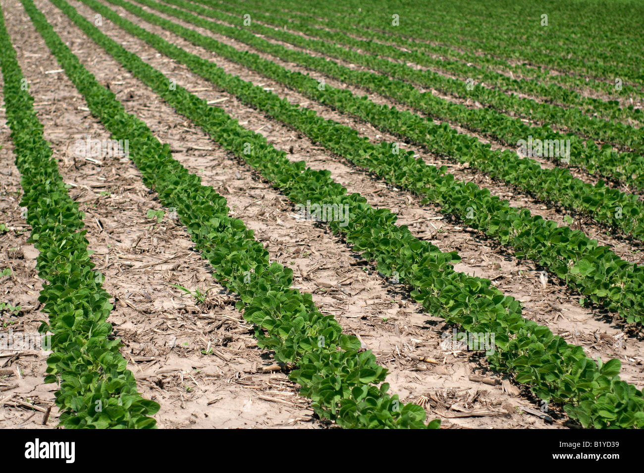 Soybean cultivation us hi-res stock photography and images - Alamy