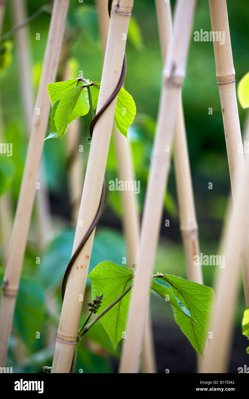 Runner beans spiral up canes on a local allotment Stock Photo - Alamy
